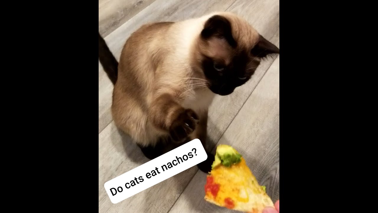Cato the cat tries nachos! - YouTube