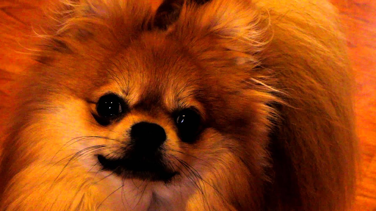 Pomchi Language 101 - YouTube