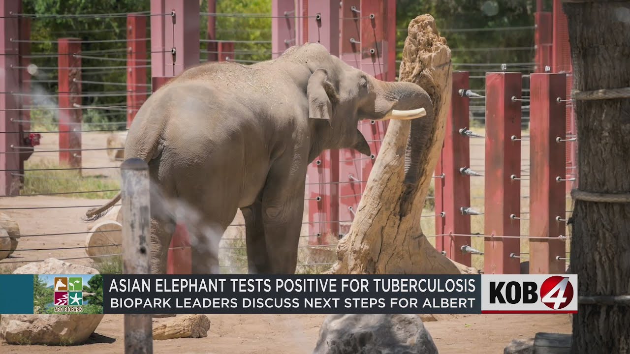 ABQ BioPark elephant tests positive for tuberculosis - YouTube