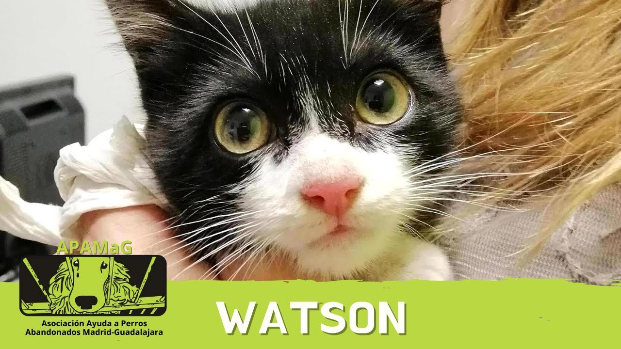 Gato encontrado en la calle precioso busca un hogar WATSON | ADOPTA UN ...