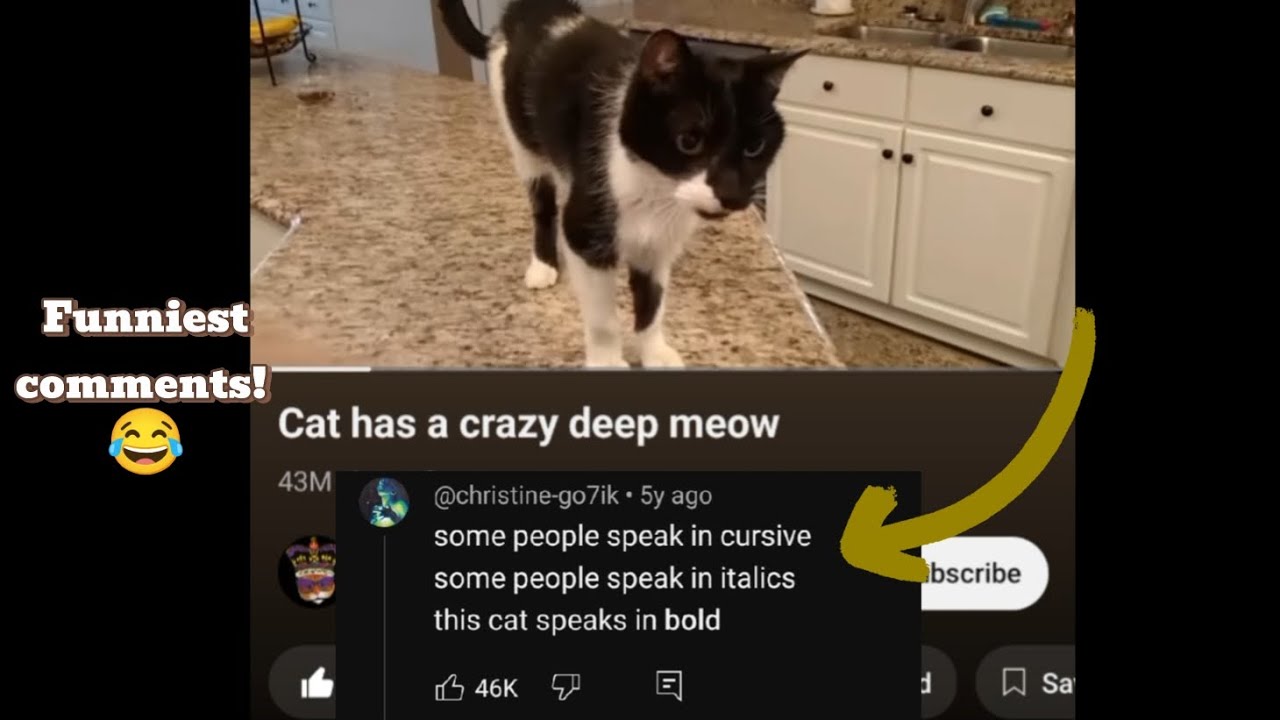 This Cat Speaks In Bold - funniest comments - YouTube