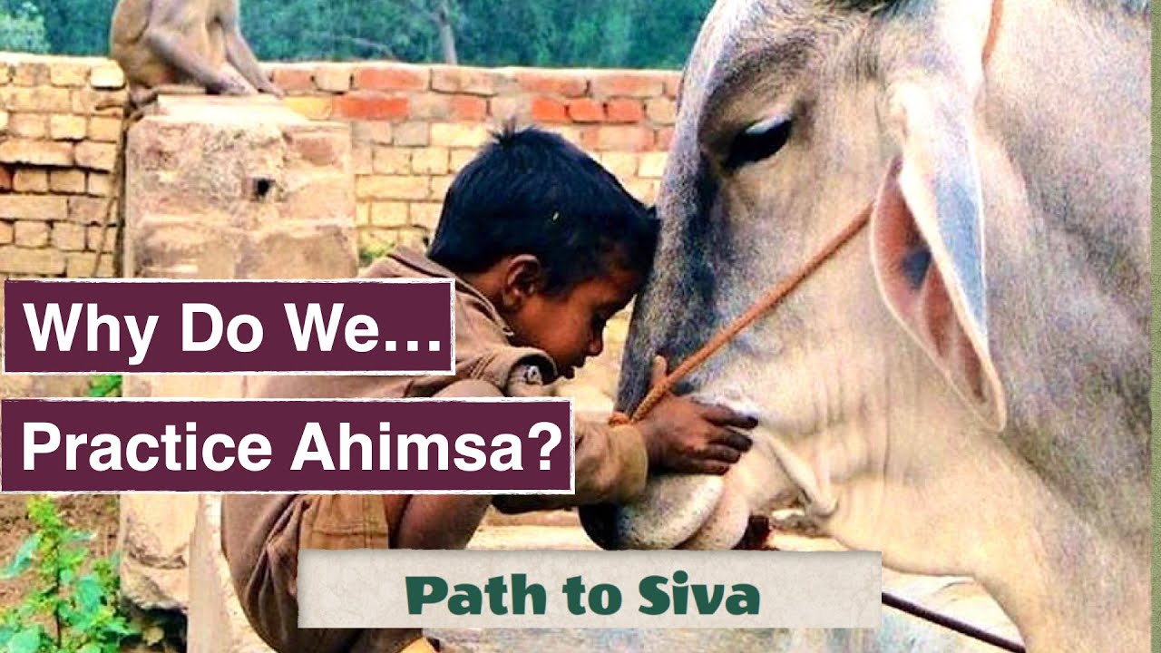 Path To Siva - Lesson 48 - Why Do We Practice Ahimsa? - YouTube