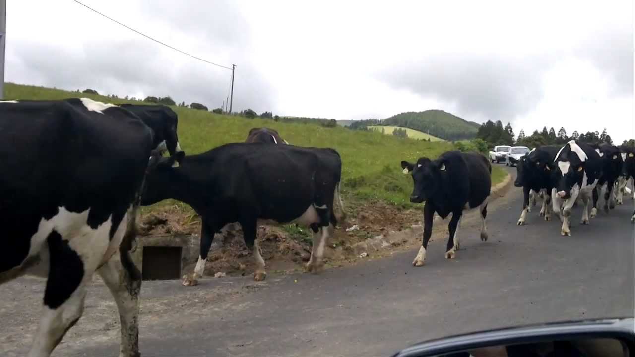 Vacas as dos Açores... - YouTube