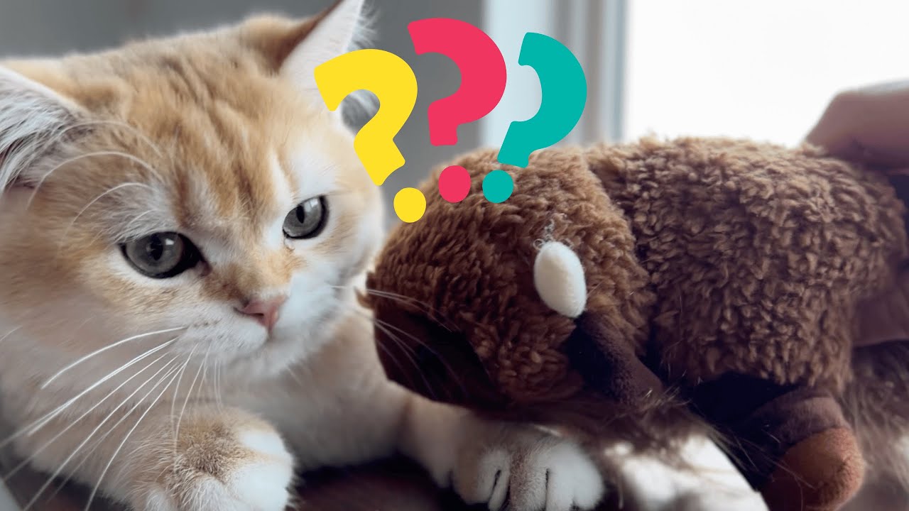 Do my kittens prefer Buffalo or Huff N Puff? 🤷‍♂️ Hunter & Shiro ...