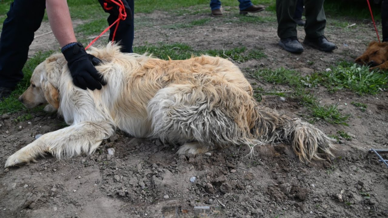 83 dogs found in 'deplorable conditions' in Utah County homes - YouTube