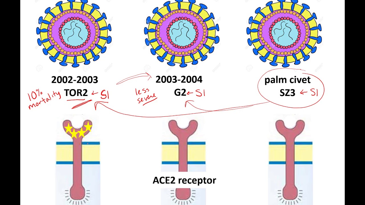 Coronavirus paper introduction - YouTube