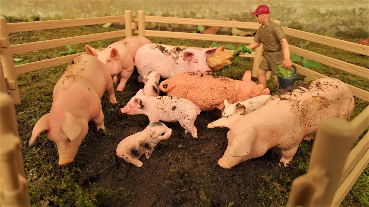 Pigs in the Pigsty/farm/maiali - YouTube