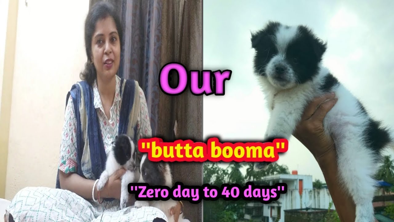 puppy growth week by week video - YouTube