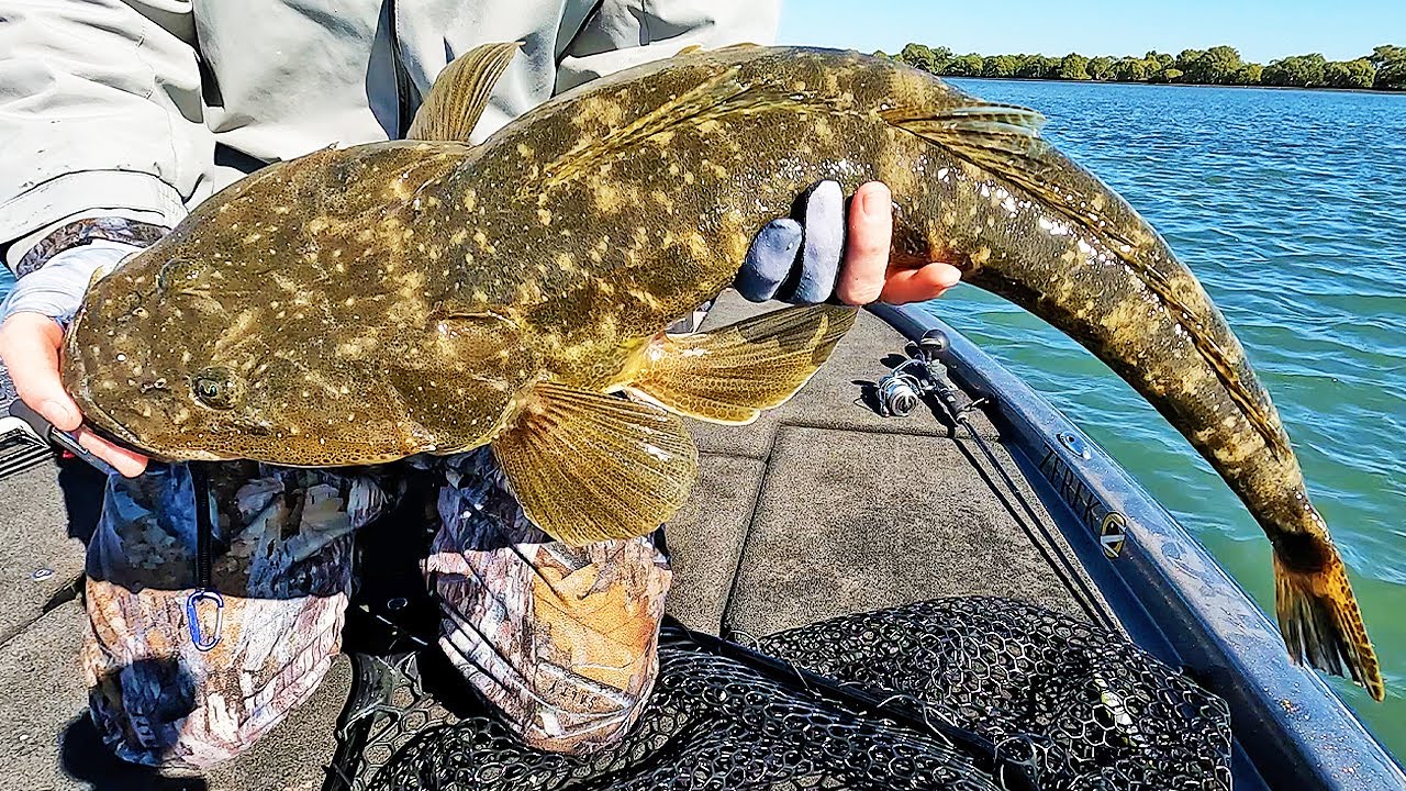 5 BIG flathead to win it! Competition Fishing! - YouTube