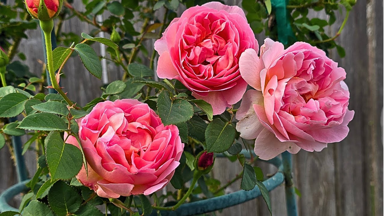 April Love rose in Spring 2024 - YouTube