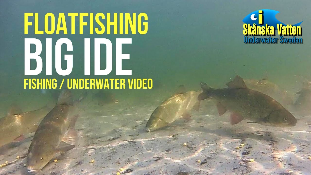 Floatfishing big ide with underwater footage (2017) - YouTube