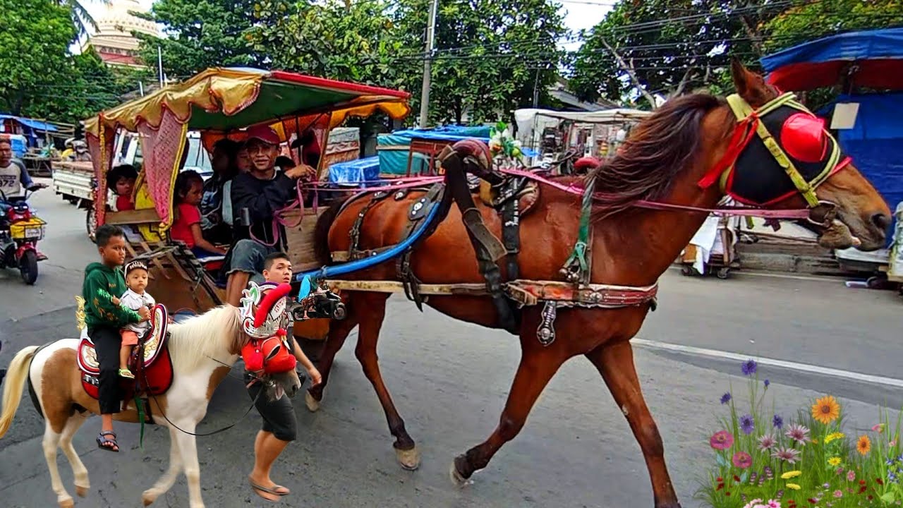 Kuda - Naik kUda Delman Islamic Center Ngebut - Kuda Tunggang Putih ...