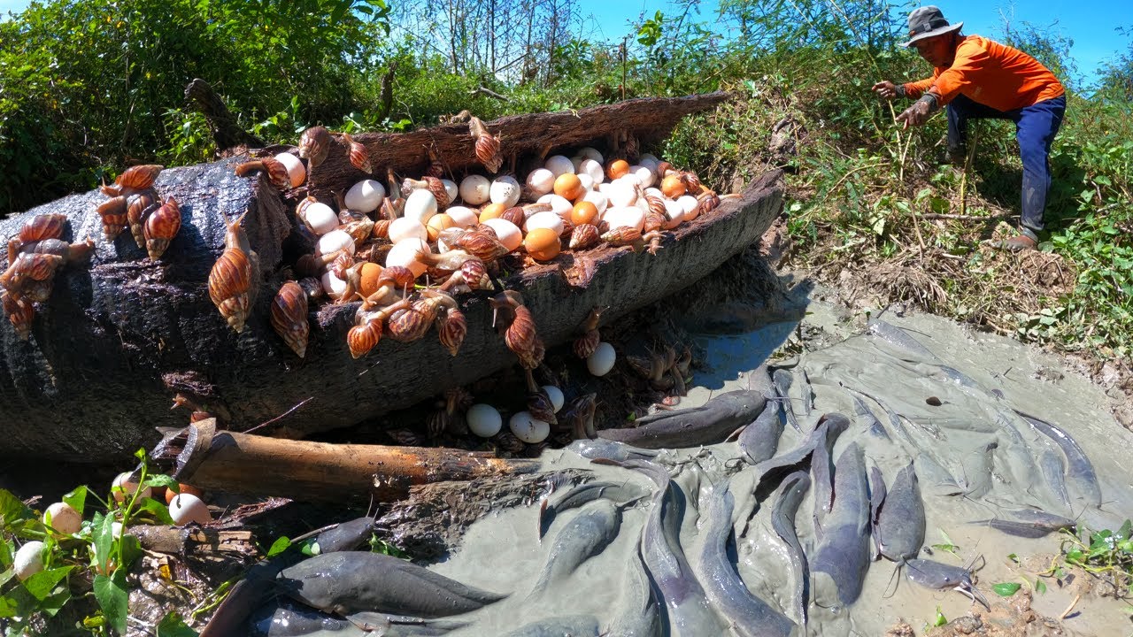 best hand fishing - catch a lot of fish & pick eggs sails at rice field ...