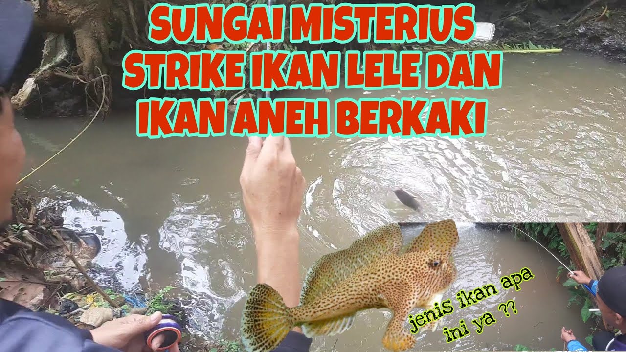 SUNGGUH MENGERIKAN KUBANGAN SUNGAI INI !! banyak ikan monster aneh dan ...