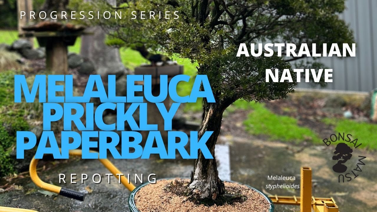 Bonsai Progression Series - Melaleuca Prickly Paperbark Repotting - YouTube