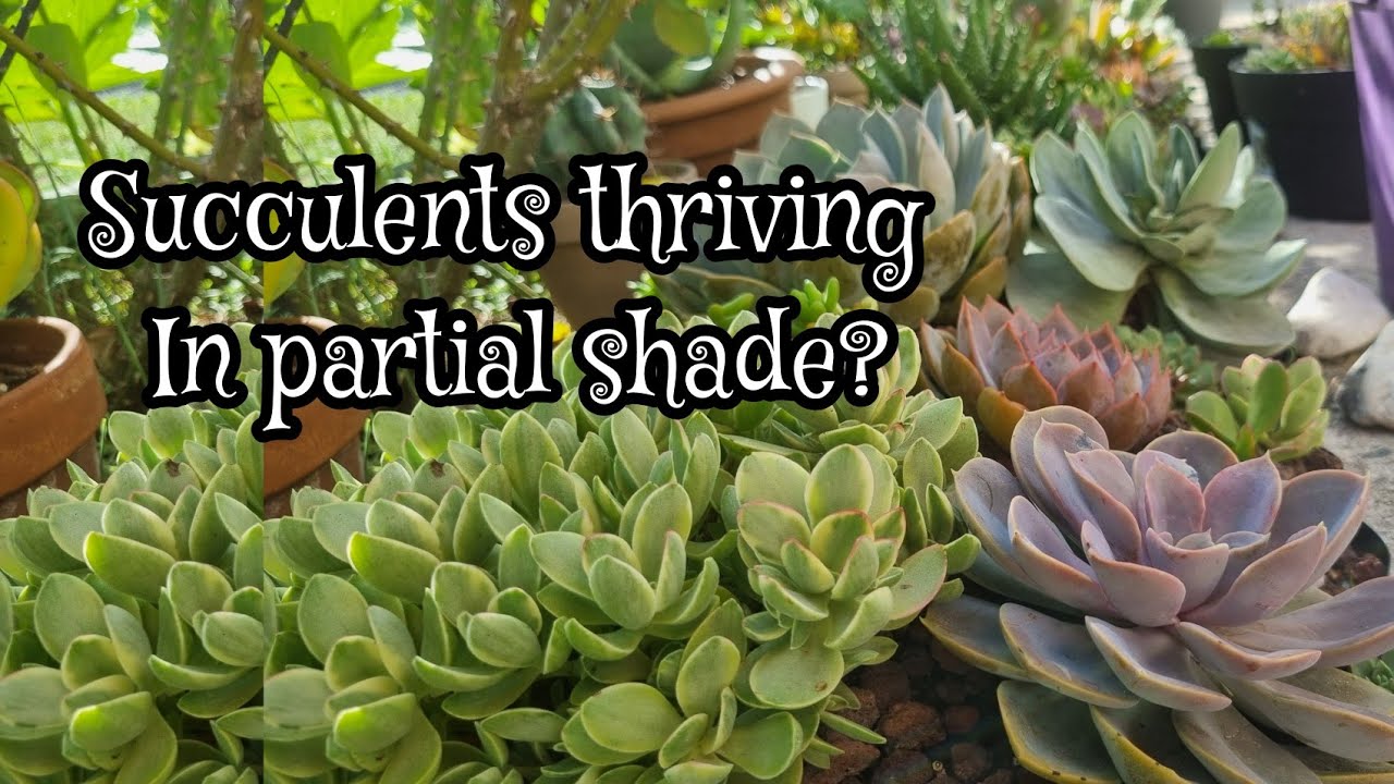I thought they were in the full sun | Filtered light / Partial shade is ...