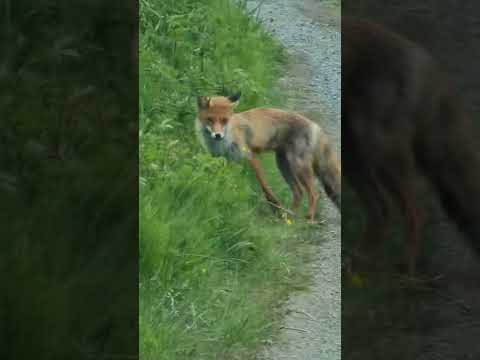Awesome fox kill filmed by jonny jaklin - YouTube