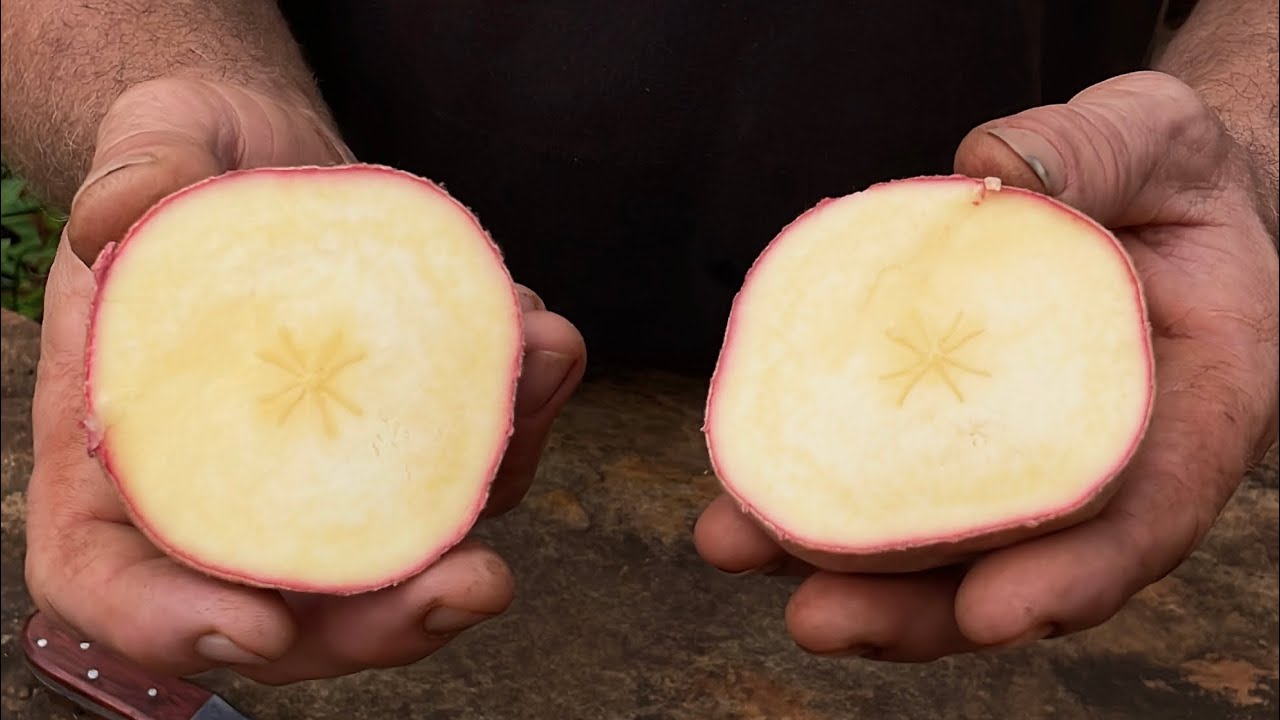 Conheça o Mabolo sem semente, frutas à venda! - YouTube