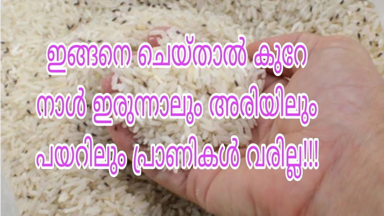 അരിയിലെ പ്രാണികൾക്ക് വിട | How to get rid of rice bugs| Kitchen Tips ...