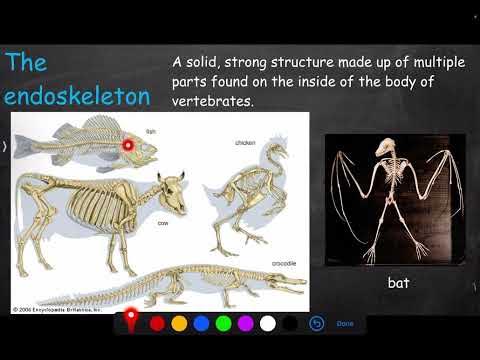 Endoskeleton vs Exoskeleton - YouTube