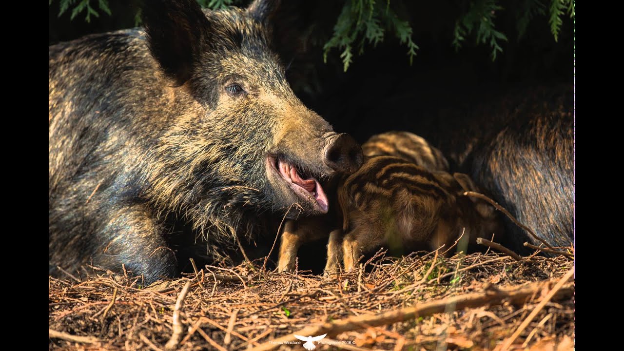 Yawning Wild Boar Sow - YouTube