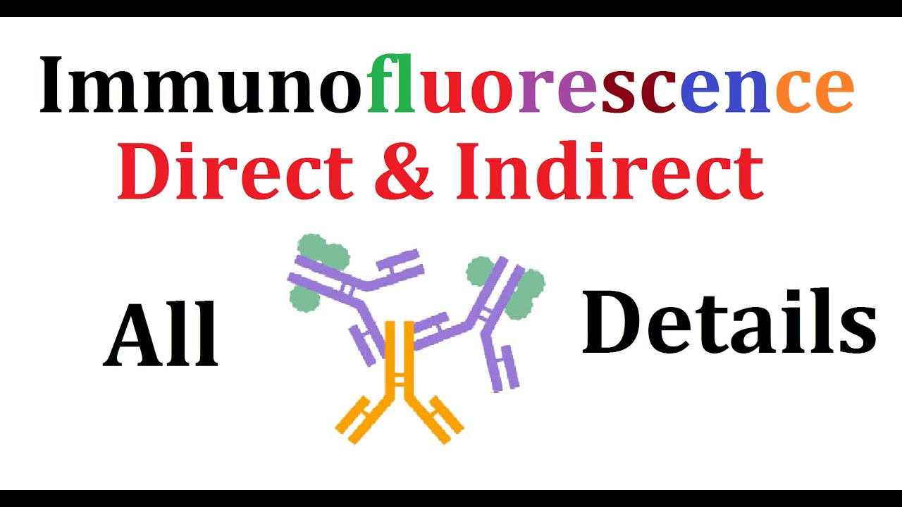 Immunofluorescence (Direct and Indirect) - YouTube