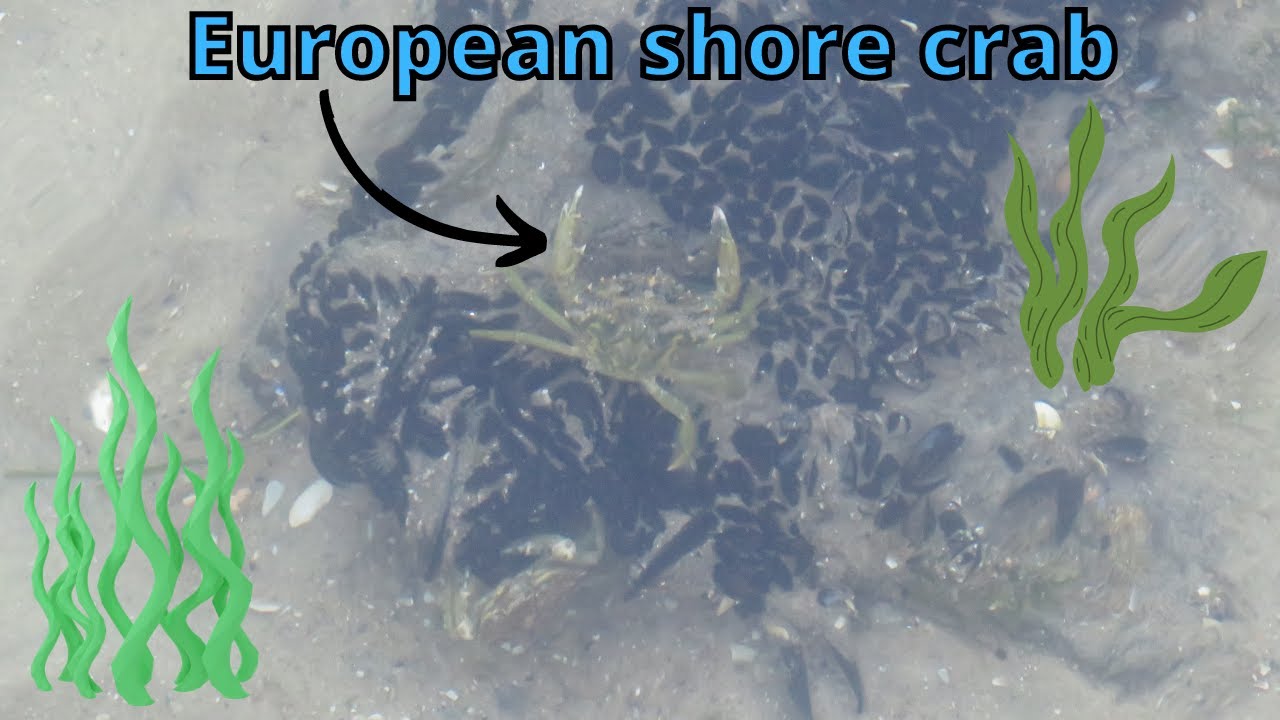 A European shore crab under the water - An invasive species of ...