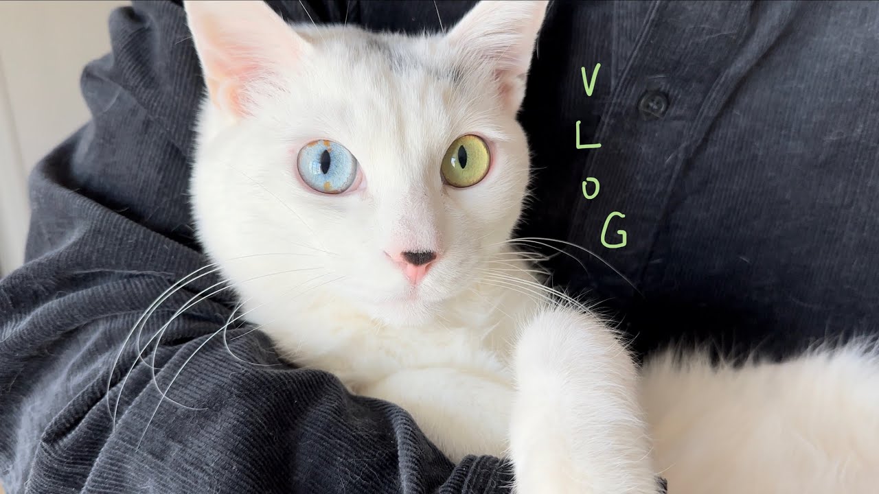 Vlog 고양이와 함께하는 집사일상봄이 와서 신난 고양이와 봄타는 집사 고양이 장난감 추천 고양이 털빗기 연희동