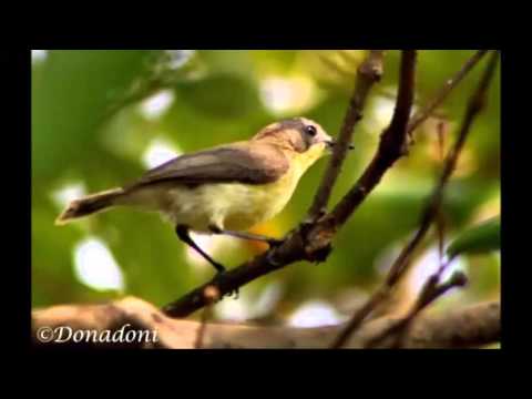 Kicauan Rametuk Rawa Sangat Merdu Untuk Latihan - YouTube