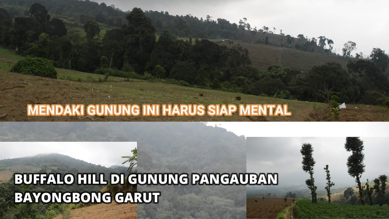 BUFFALO HILL DI GUNUNG PANGAUBAN YANG INDAH LUAR BIASA [ BAYONGBONG ...
