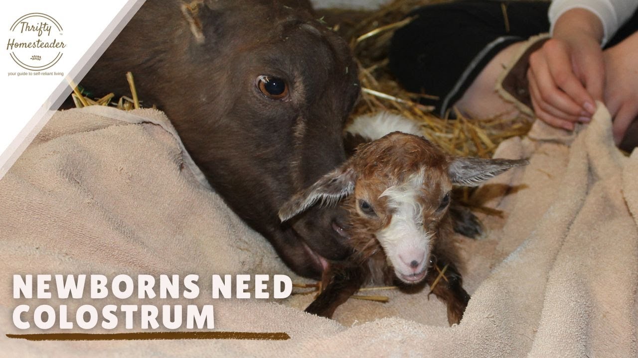 Importance of Colostrum for Baby Goats - YouTube