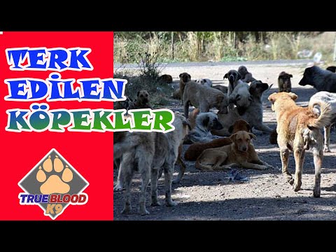 SOKAĞA KÖPEK BIRAKMAK - TERK EDİLMİŞ KÖPEKLER