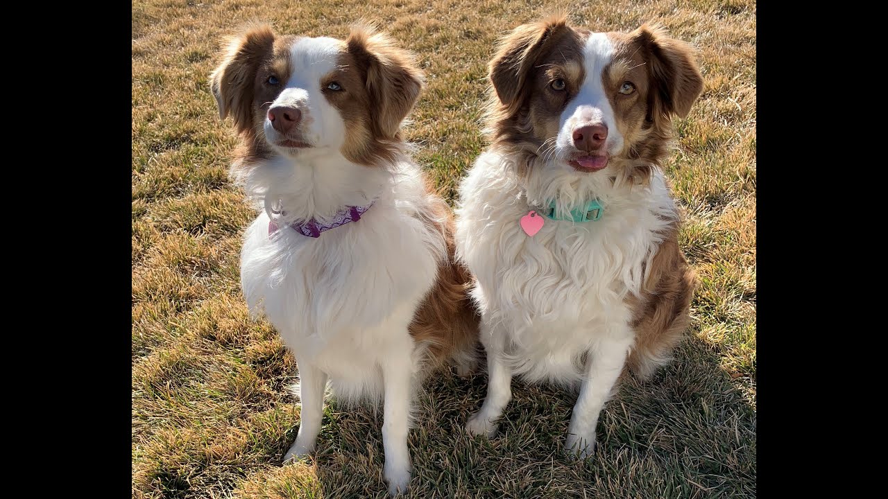 Luna and Izzy the Talking Dogs (and the cat)-Jan 2022 Update - YouTube