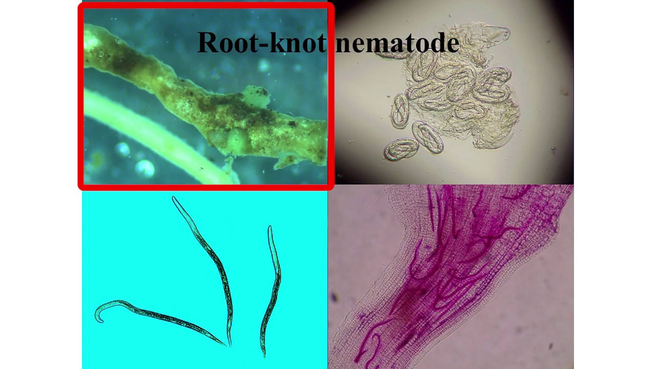 Dr. William Crow Presents: How Nematicides Work - YouTube