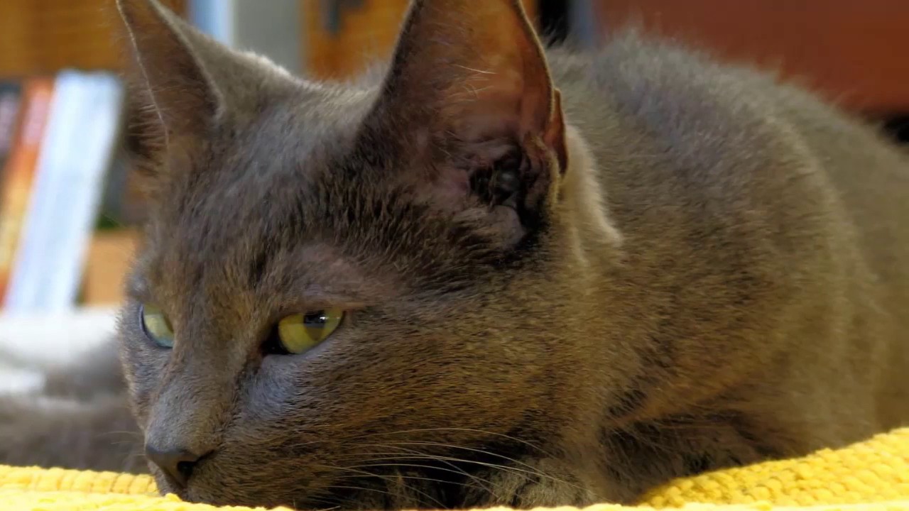 Korat cats History,Personality,Health,Care - YouTube