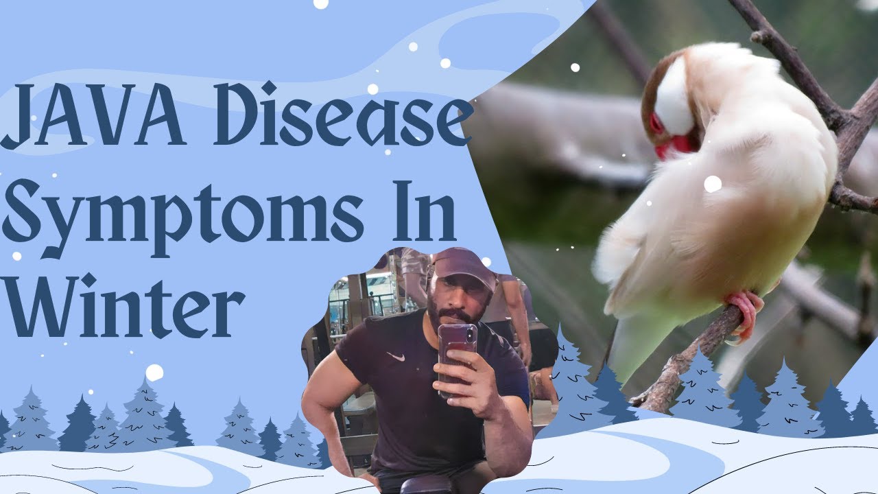 Java Disease Symptoms #javasparrow #fawnjava #whitejava #javabreeding ...
