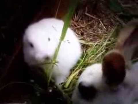 Japanese nuclear disaster : Rabbit without ears - YouTube