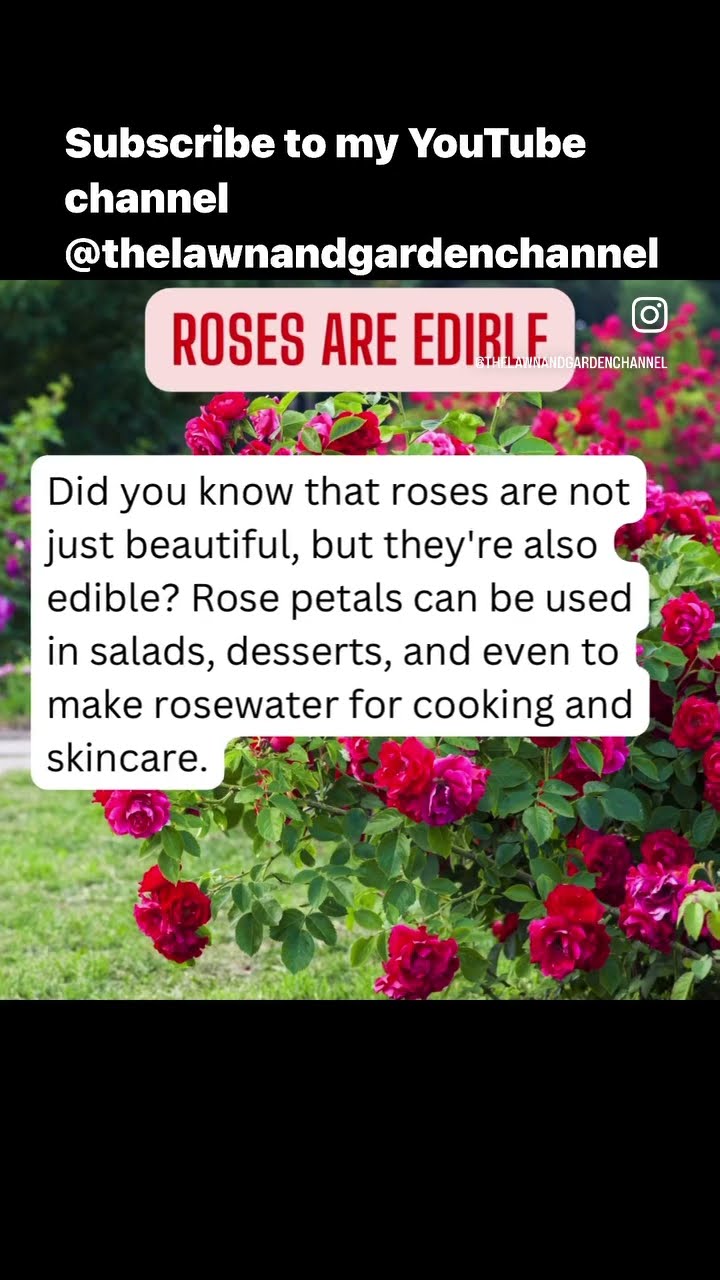 Rare facts about Roses. #rose #roses #rosegarden - YouTube