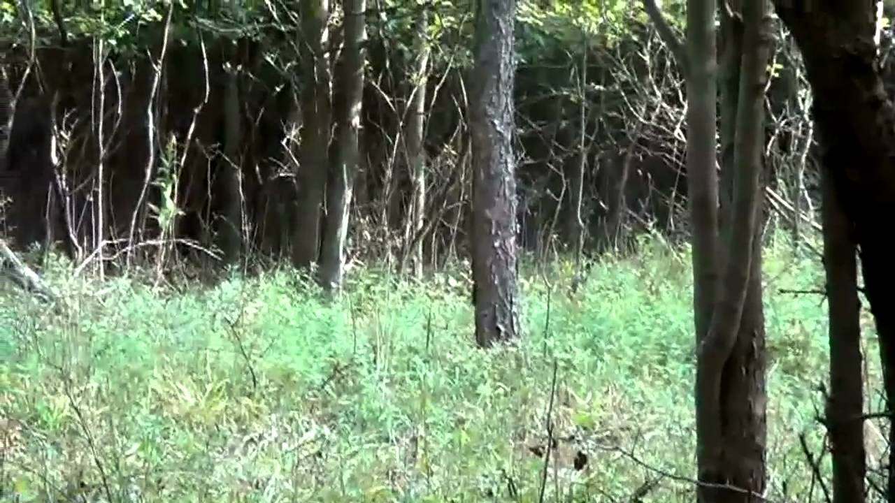 Whitehouse Whitetails 2012 - YouTube