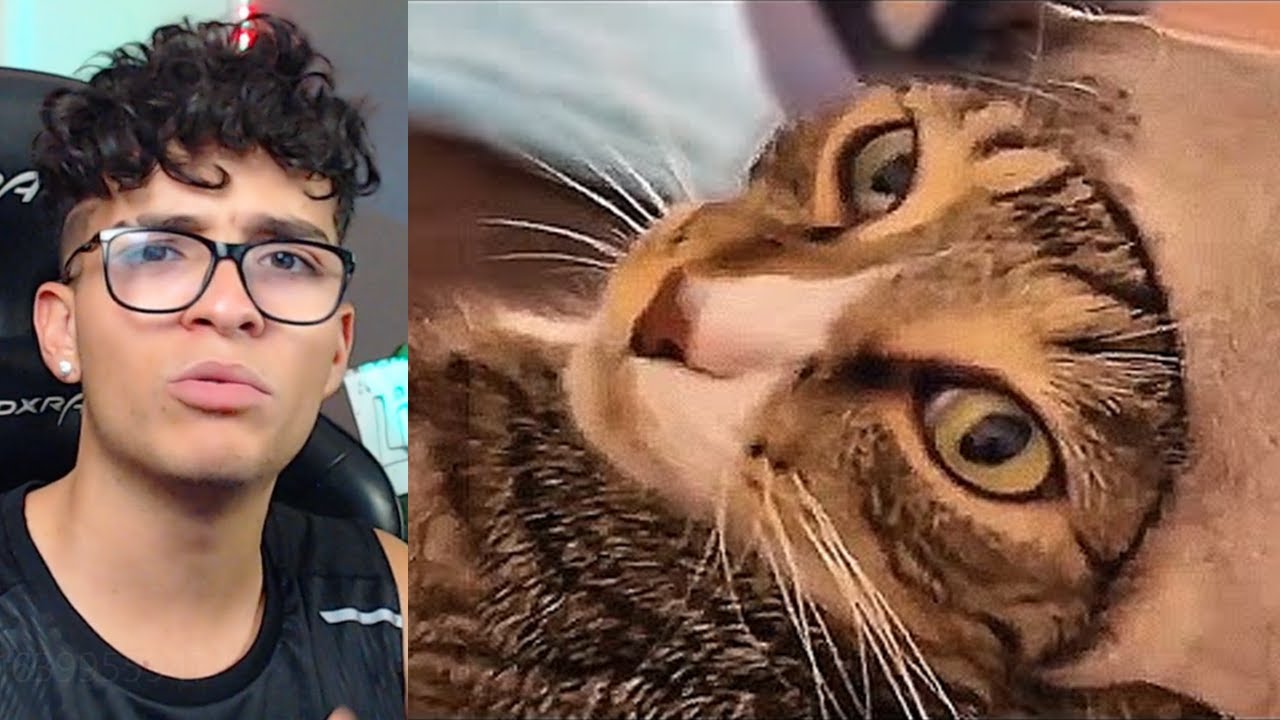 DENI REAGE A UNUSUAL MEMES COMPILATION V210 - YouTube