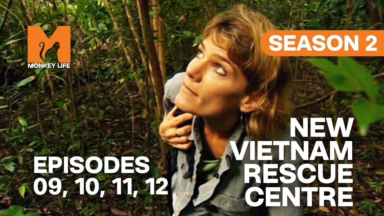 New Rescue Sanctuary in Monkey Life | S02 E09, 10, 11 & 12 | Full ...