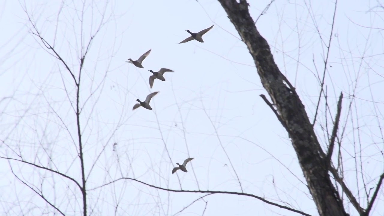 Mallards and Flooded Timber - YouTube