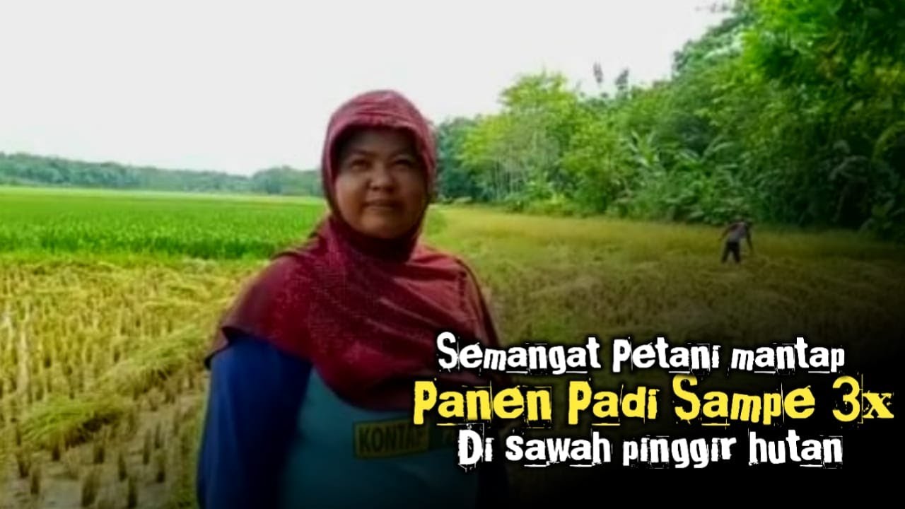 Panen padi trisakti di sawah petaninya super semangat - YouTube