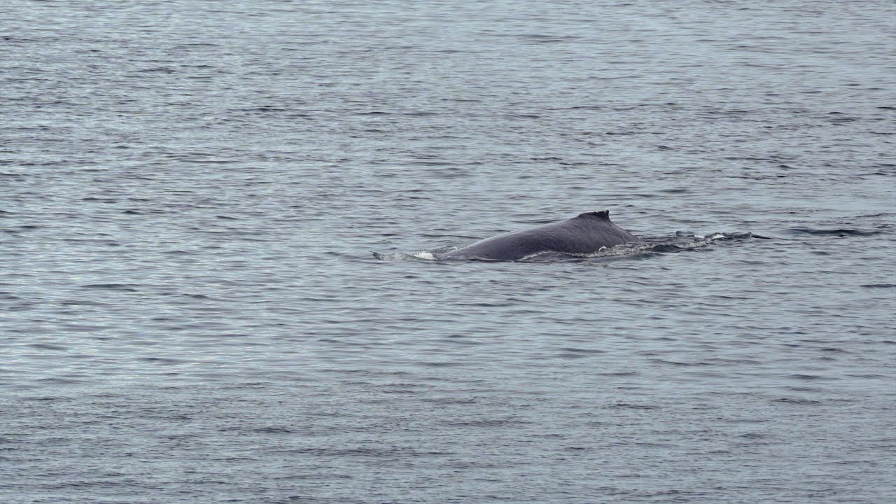 Point Adolphus, Alaska, l'observation des baleines à bosse. - YouTube