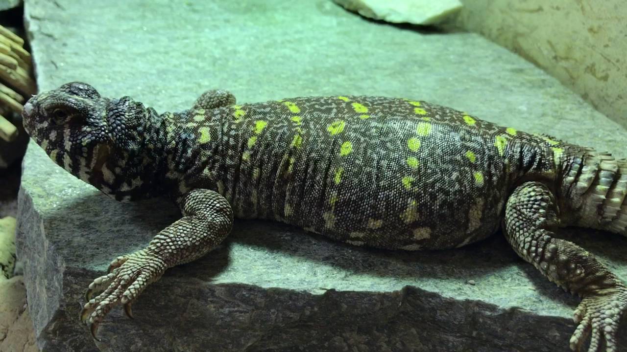 Ornate uromastyx (U.ornata) female - YouTube