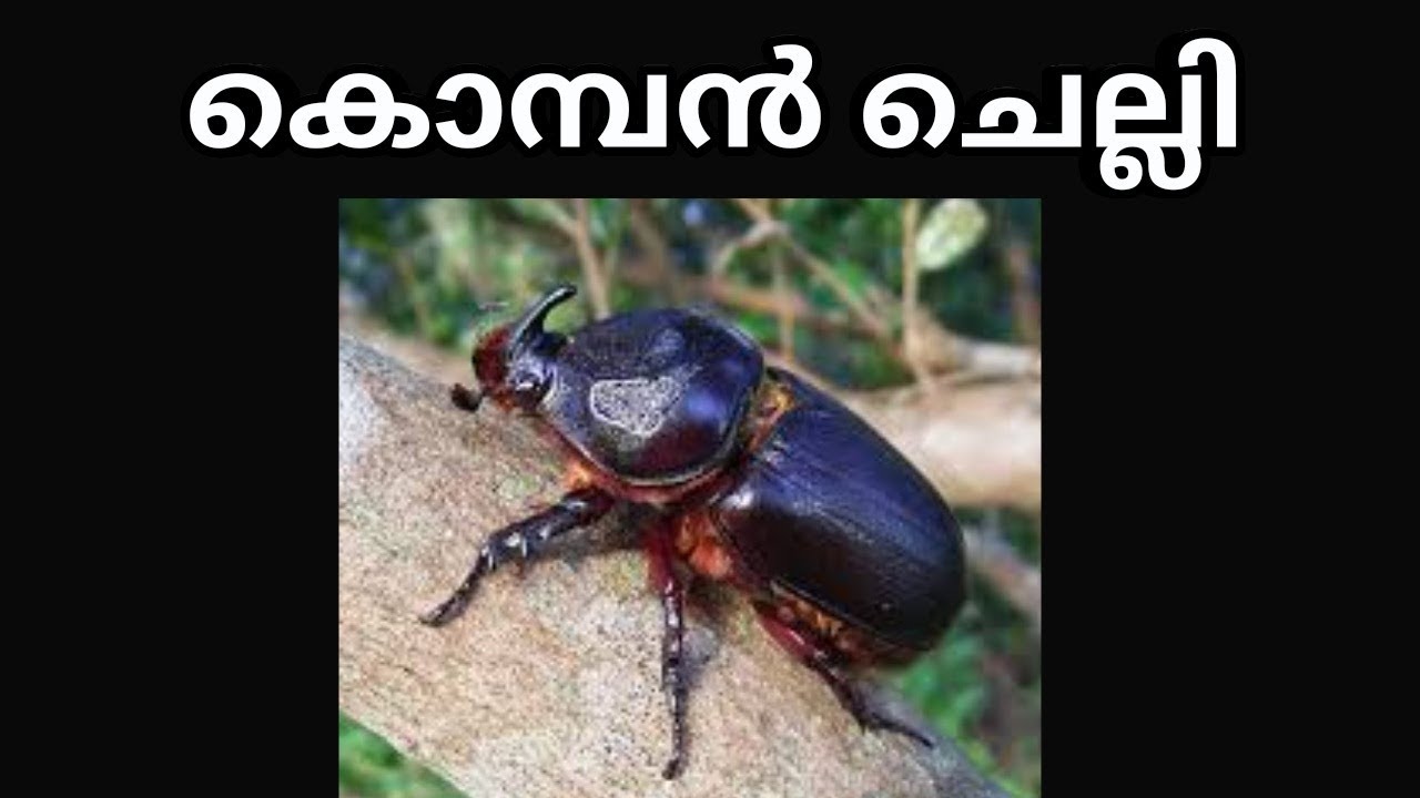 തെങ്ങിന് ഭീഷണിയാവുന്ന കൊമ്പൻ ചെല്ലി -പ്രതിരോധം -KOMBAN CHELLI - YouTube