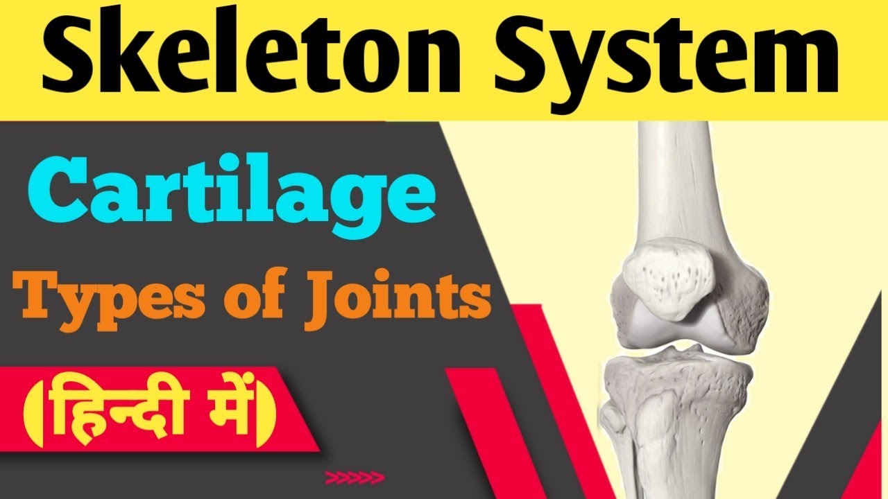 Cartilage | Different types of joints | Functions | Skeleton system ...