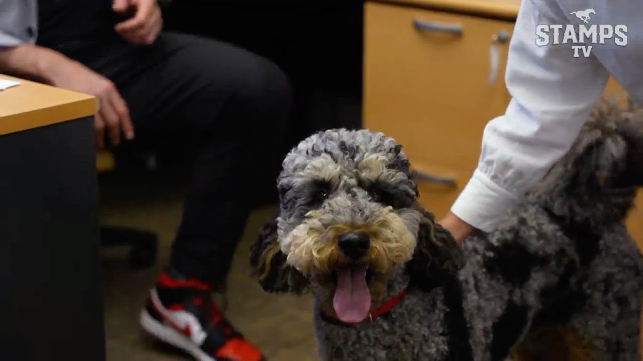 Doggin' It with Jay McNeil and Max - YouTube