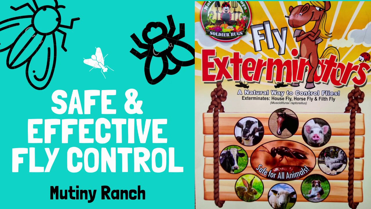 Safe, Effective & Natural Fly Control - YouTube