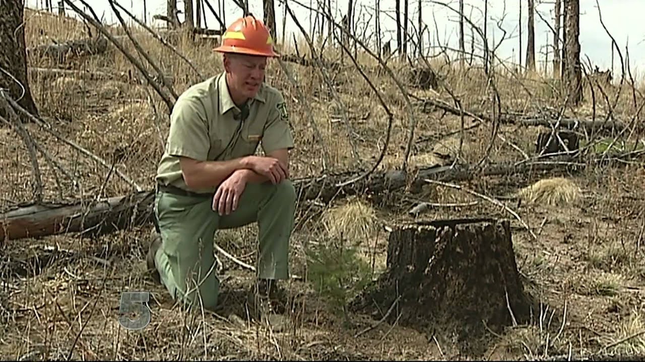 Hayman Fire Recovery Still in Progress | News First 5 - YouTube